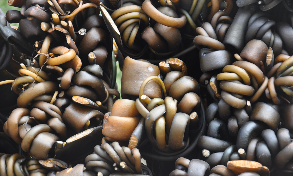 Estudio confirma primera especie chilena endémica de “cochayuyo ...