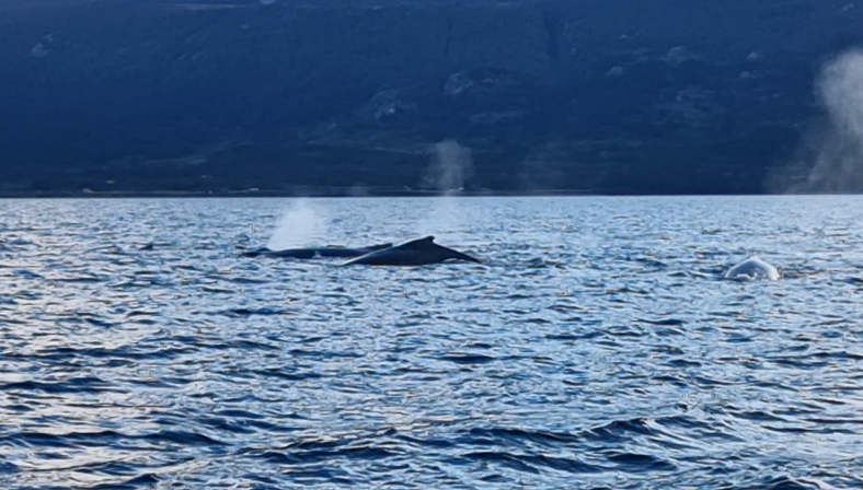 Avistan grupo de ballenas jorobadas en el canal Beagle - Diálogo Sur ...